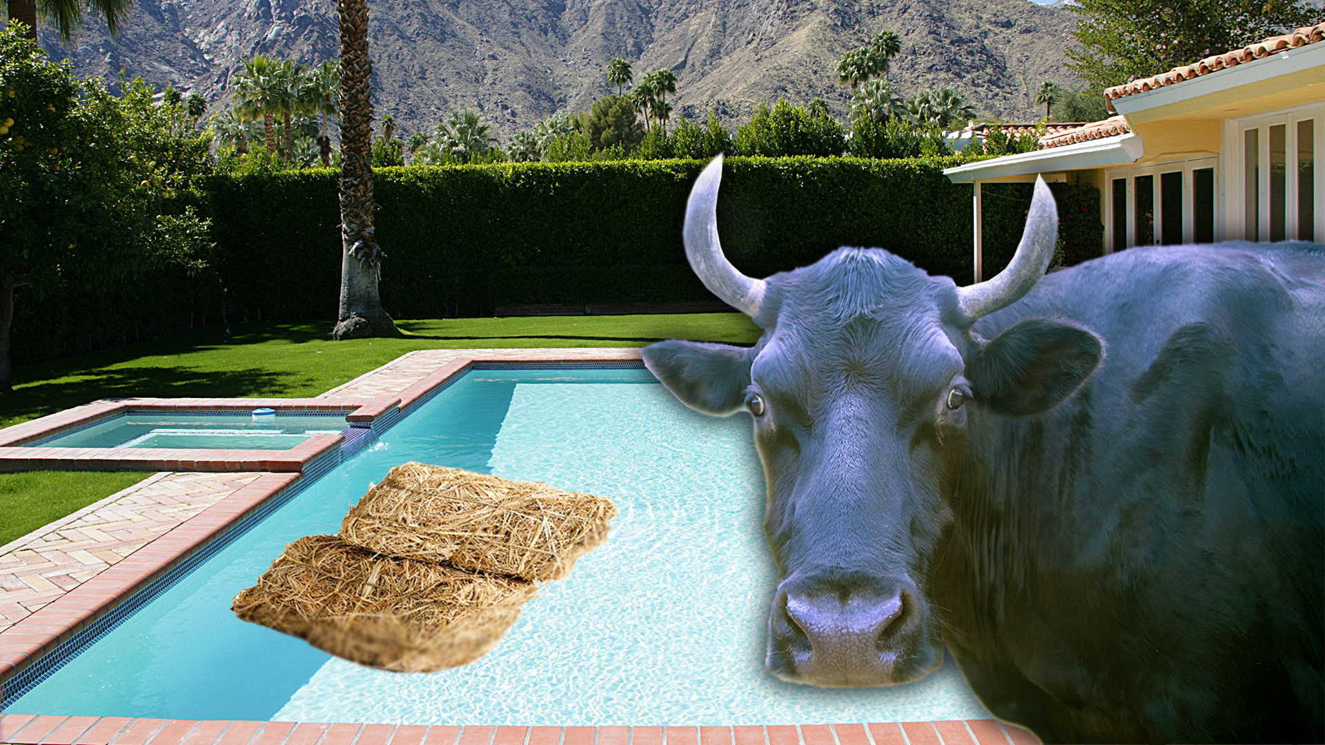 A Bull Got Rescued From A Swimming Pool After Going For A Splash!